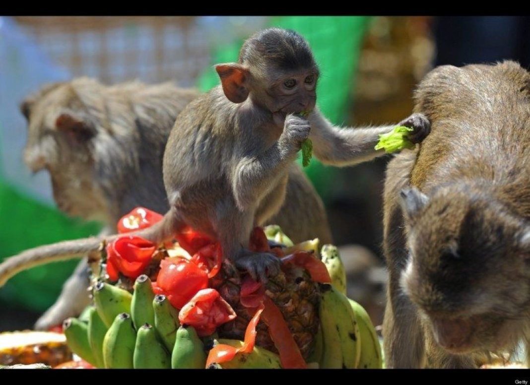Meymun Süfrəsi Festivalı | Bildirchin.az